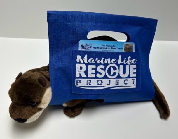 Marine Life Rescue Project Sea Turtle Hatchling Egg - Store - Marine ...